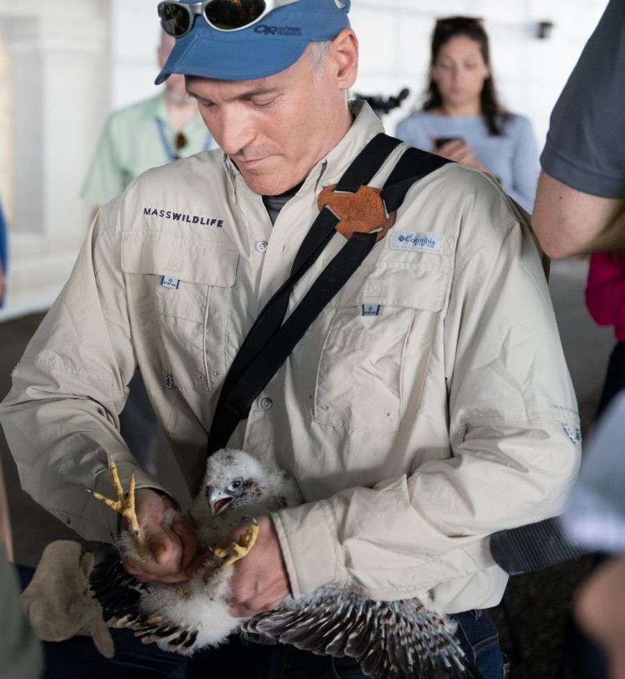 Massachusetts Peregrine Falcon cam allows you to watch just hatched chicks grow up – New Bedford ...